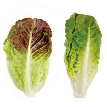 MINI ROMANA – El Dulze